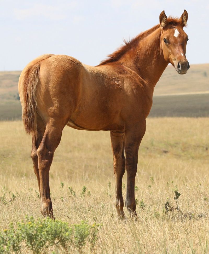 Open Box Rafter Ranch