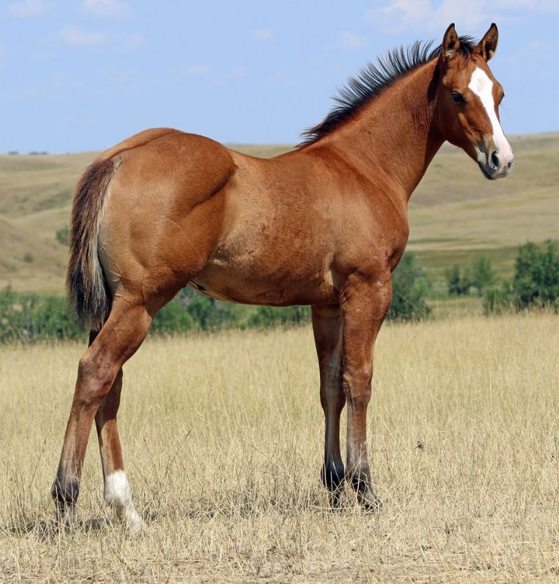 Open Box Rafter Ranch