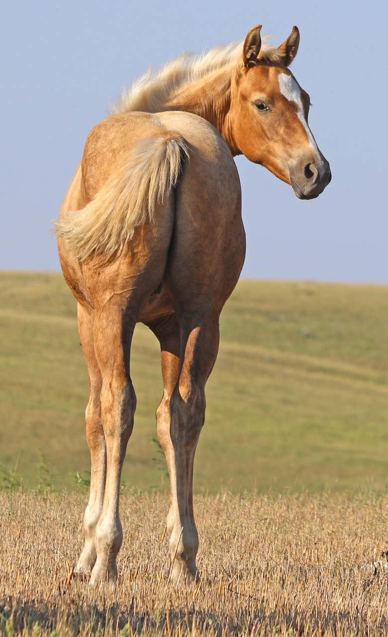 Open Box Rafter Ranch