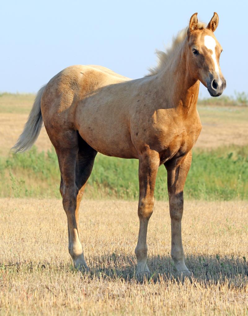 Open Box Rafter Ranch