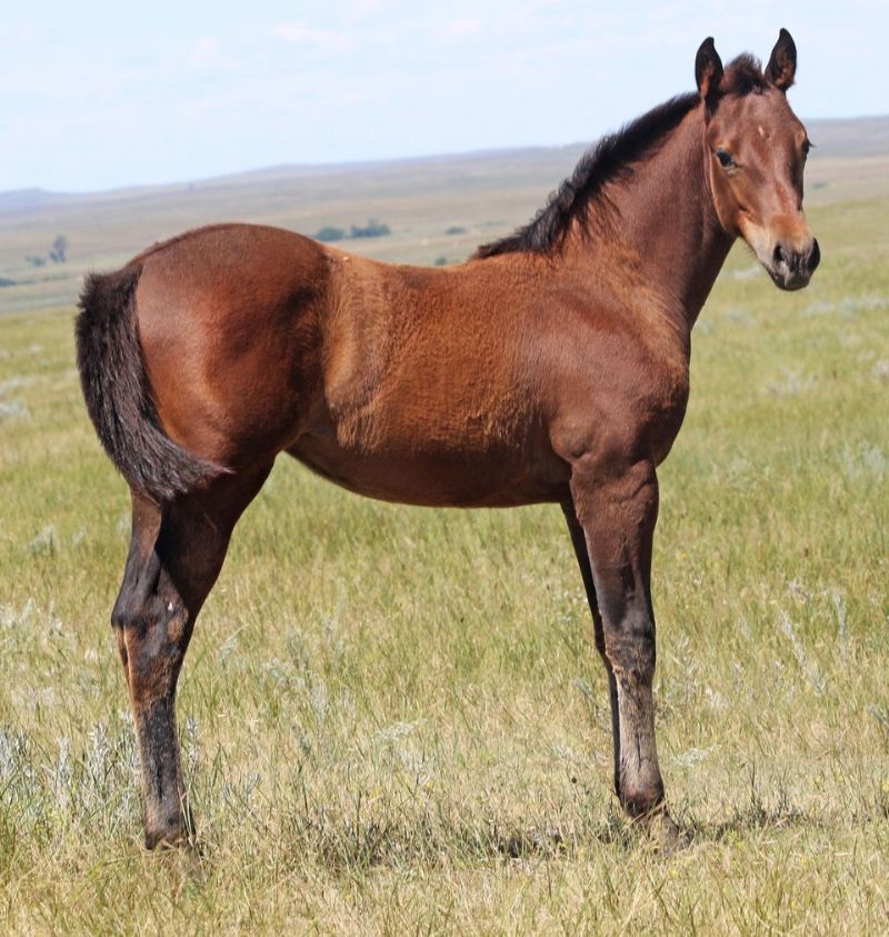 Open Box Rafter Ranch