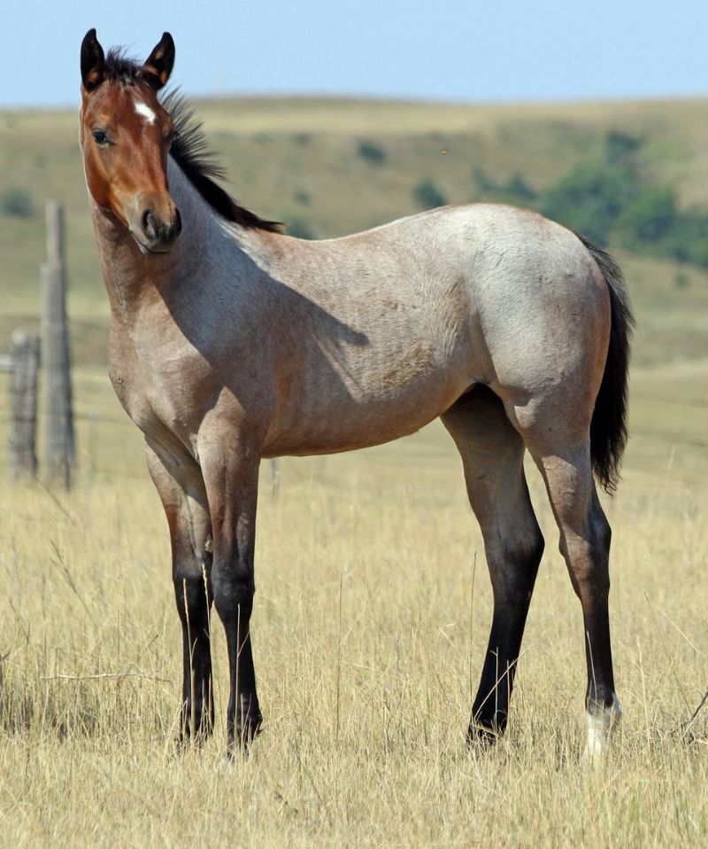 Open Box Rafter Ranch