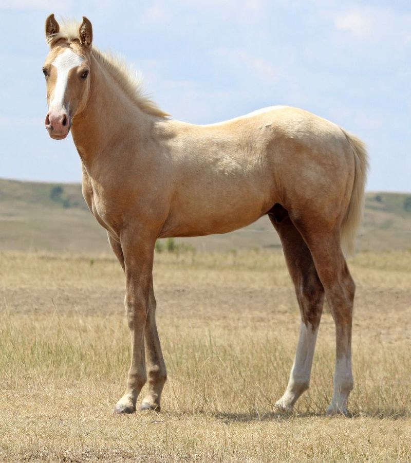 Open Box Rafter Ranch