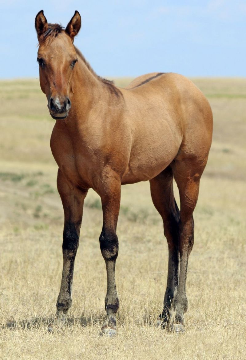 Open Box Rafter Ranch