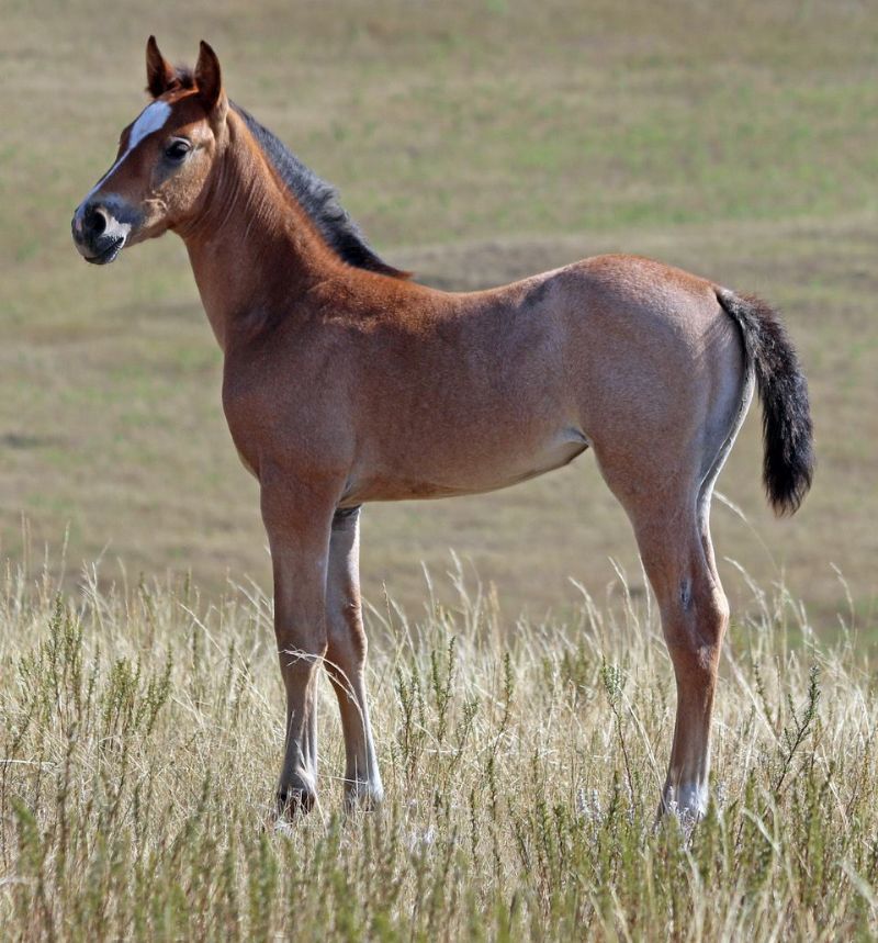 Open Box Rafter Ranch