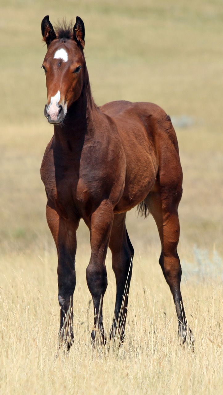 Open Box Rafter Ranch
