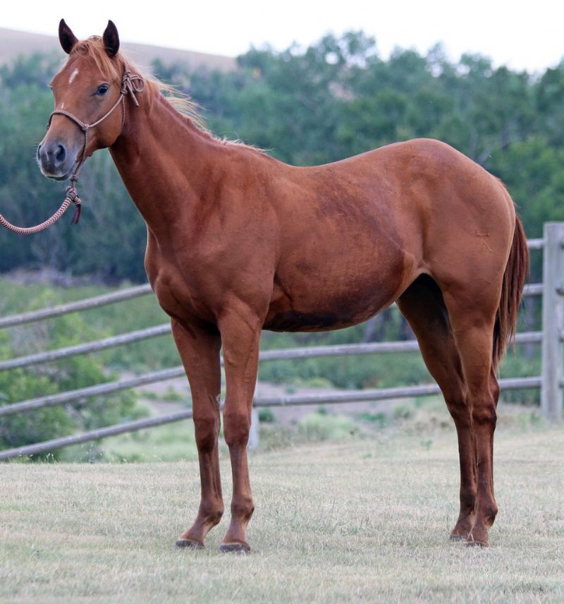 Open Box Rafter Ranch