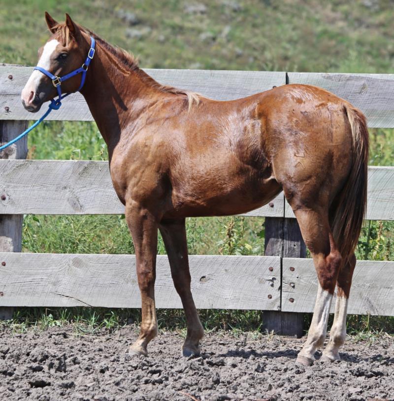 Open Box Rafter Ranch