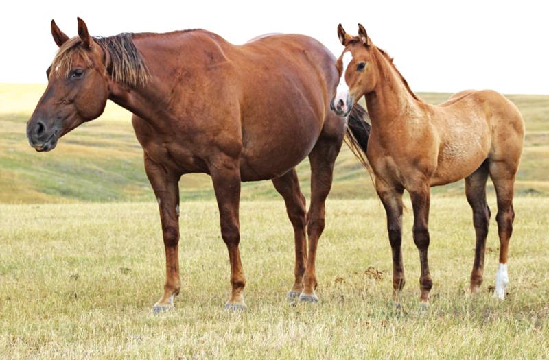Open Box Rafter Ranch