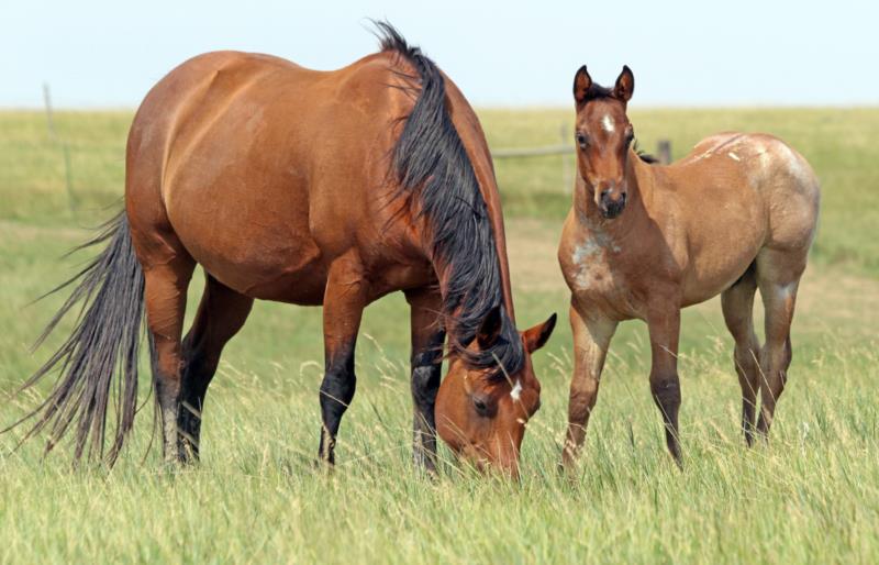 Open Box Rafter Ranch