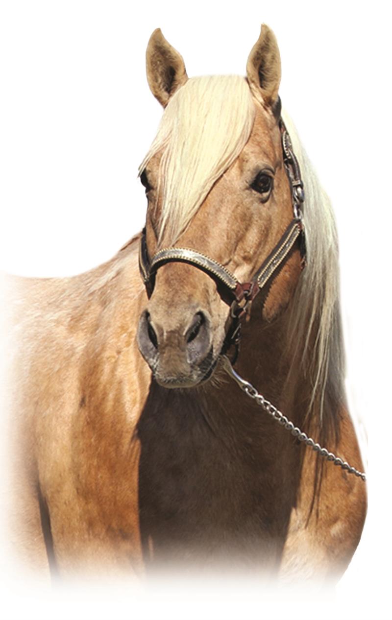 Open Box Rafter Ranch