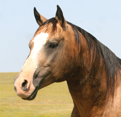 Open Box Rafter Ranch