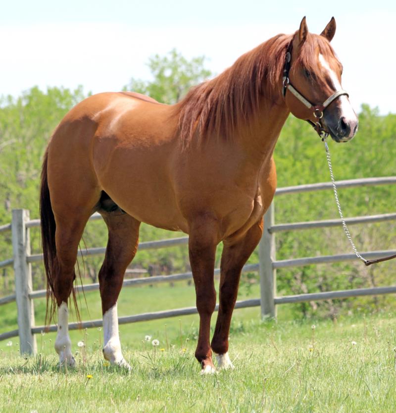 Open Box Rafter Ranch
